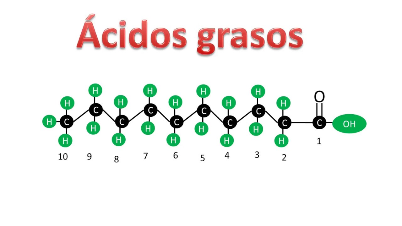 Qué son los Ácidos grasos saturados - Acerca de Qué son los Ácidos grasos saturados - Acerca de